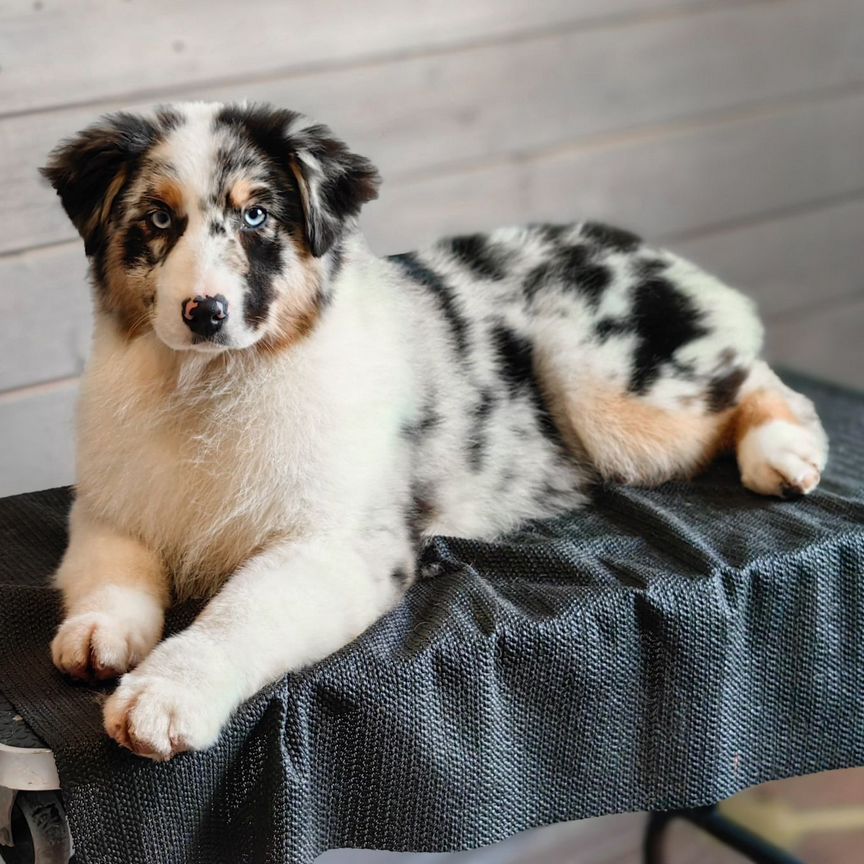 Австралийская овчарка, щенок