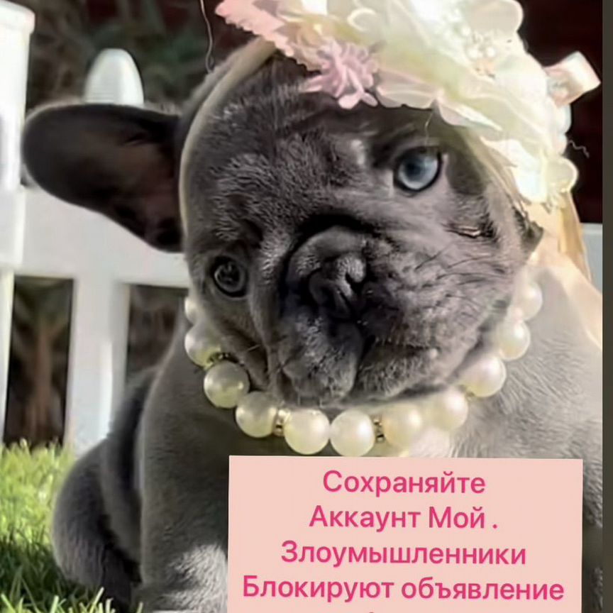 Щенки редких окрасов