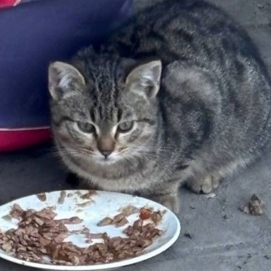 Котёнок в добрые руки