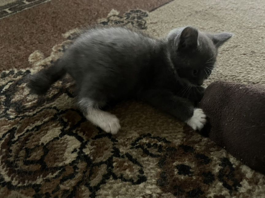 Котенок