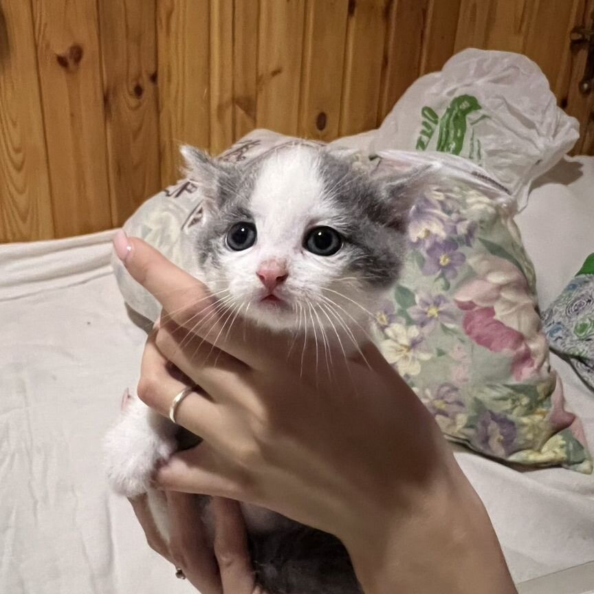 Котята от кошки мышеловки