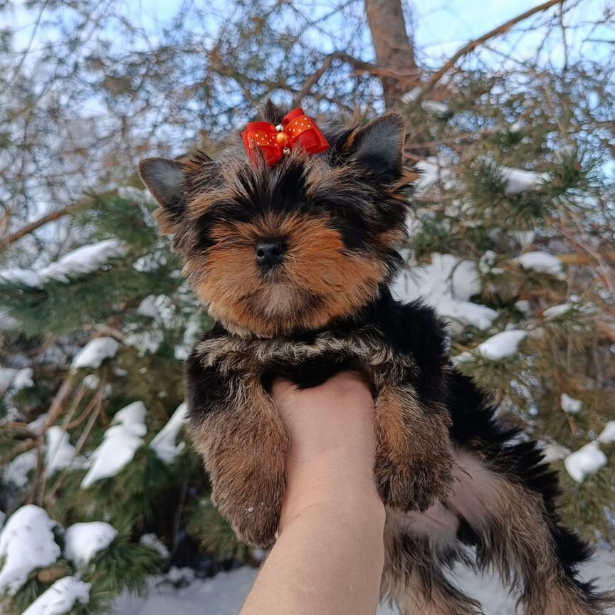 Очень красивые девочки. Беби фейс. Документы РКФ