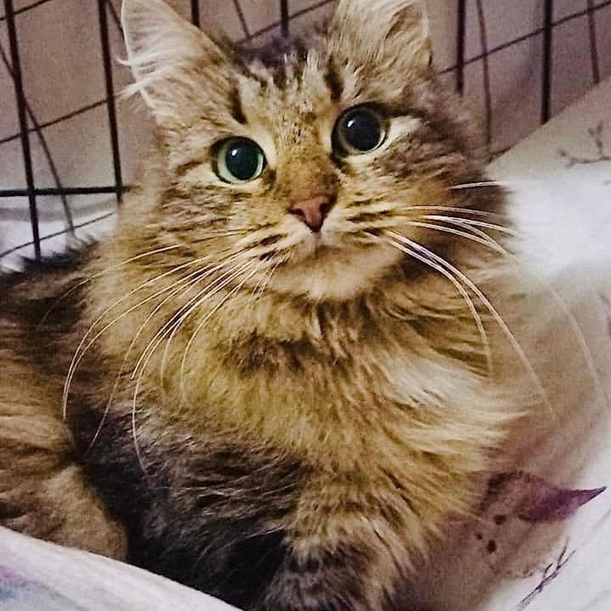 Кошка
