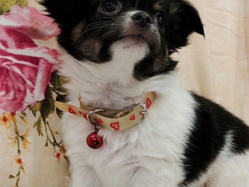 Славный малыш чихуа