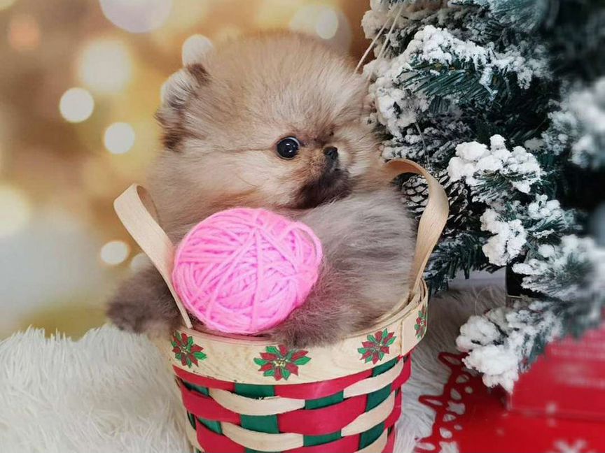 Micro и Mini Мишки