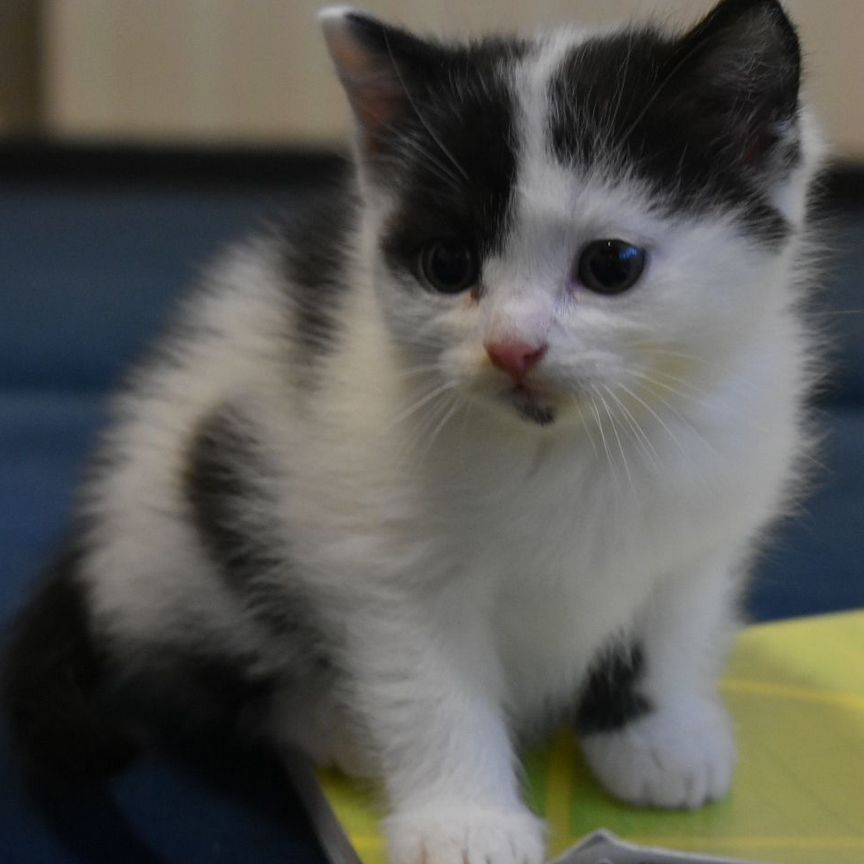 Котёнок в добрые руки