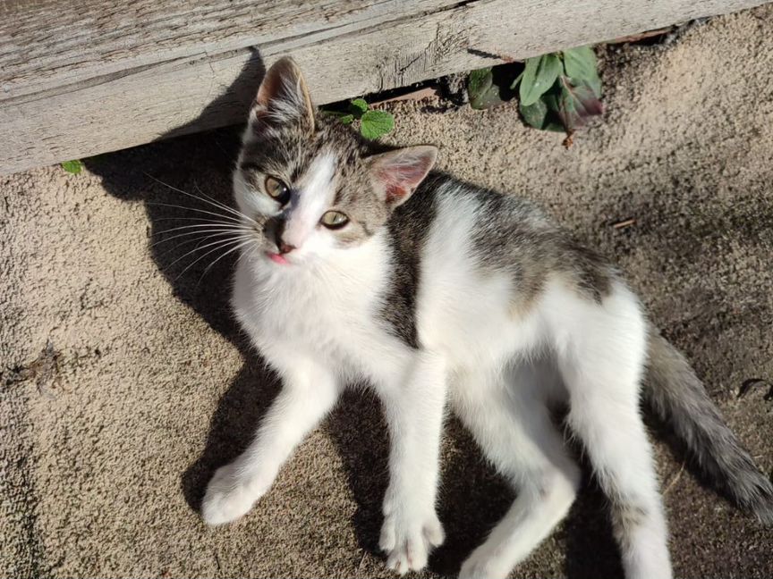 Кошка