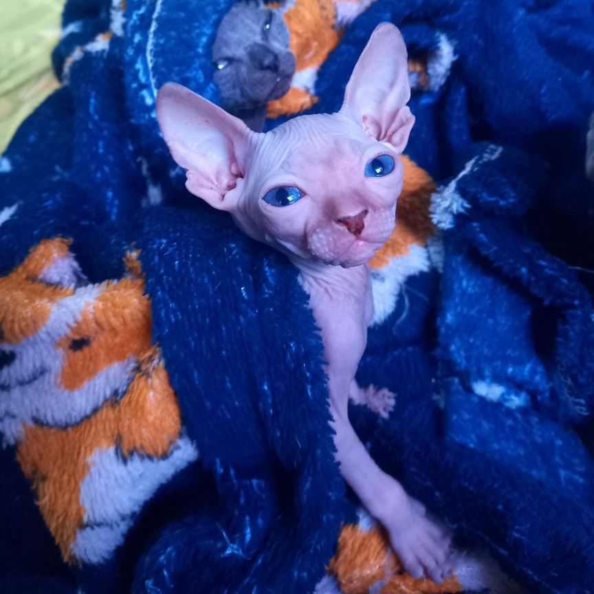 Канадский сфинкс котенок