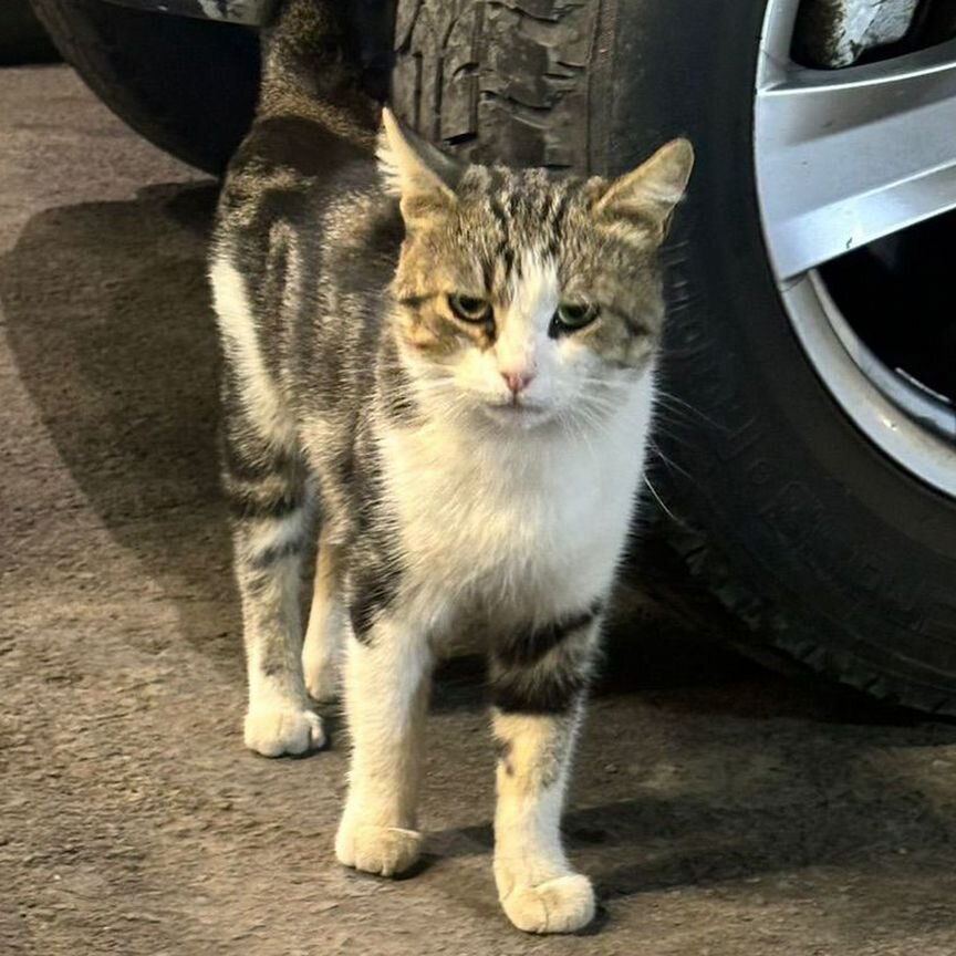 Кот