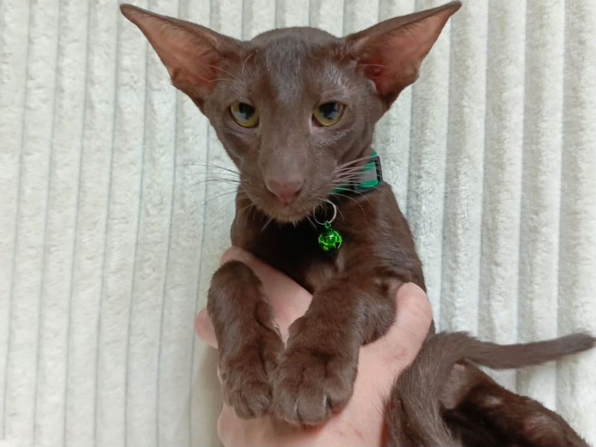 Ориентальные котята с документами