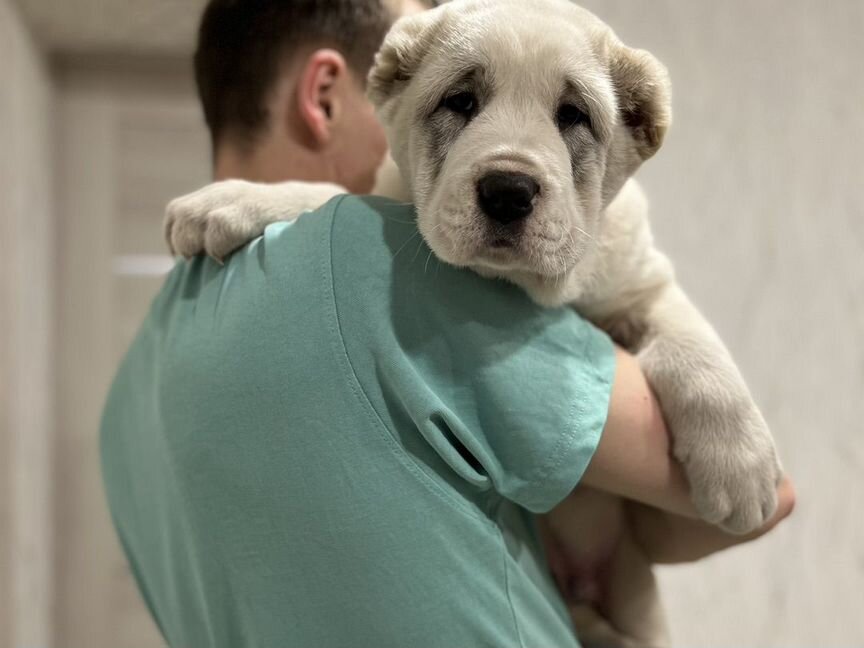 Среднеазиатская овчарка