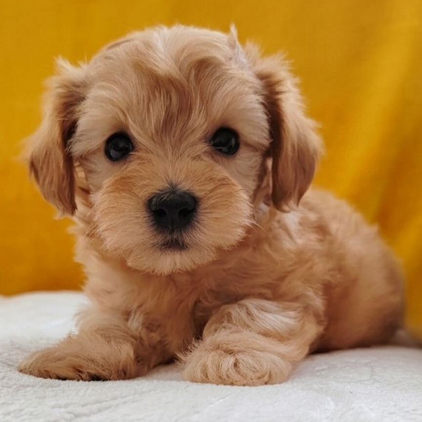 Мальтипу, щенок