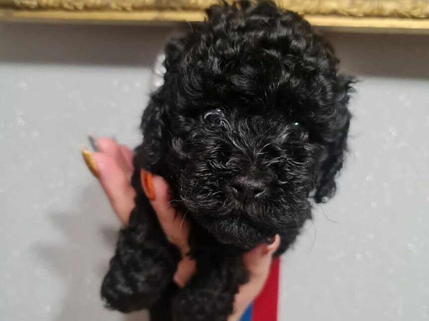 Шикарные Той-пудельки с документами