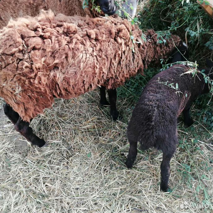 Овца и ярочка