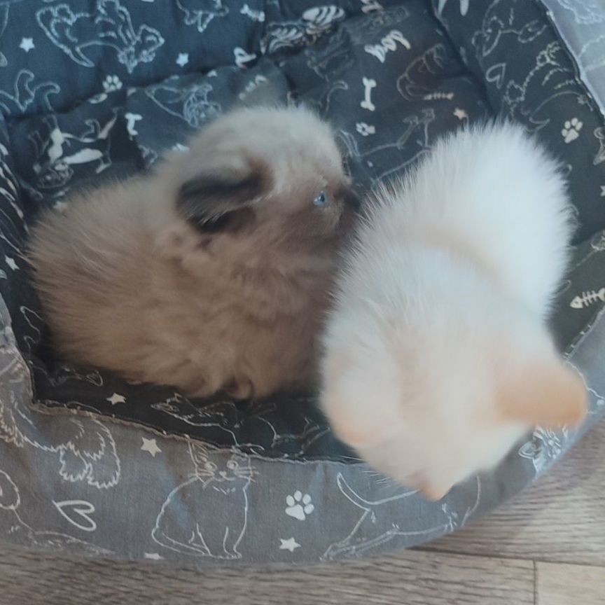 Канадский сфинкс котёнок