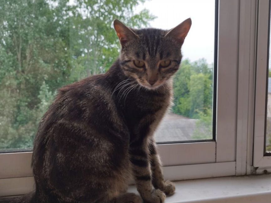 Котенок в добрые руки