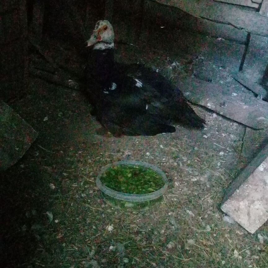 Индоутка - наседка