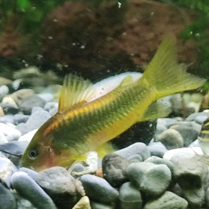 Коридорас Голд Лазер, улитка Хелена