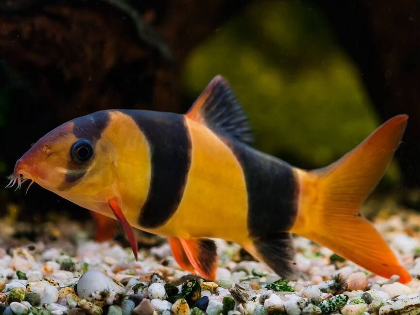 Боция-клоун (Chromobotia macracanthus) 10см