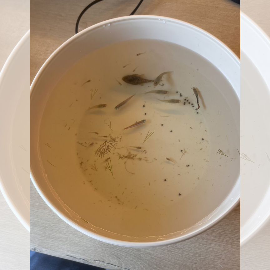 Продам гуппи