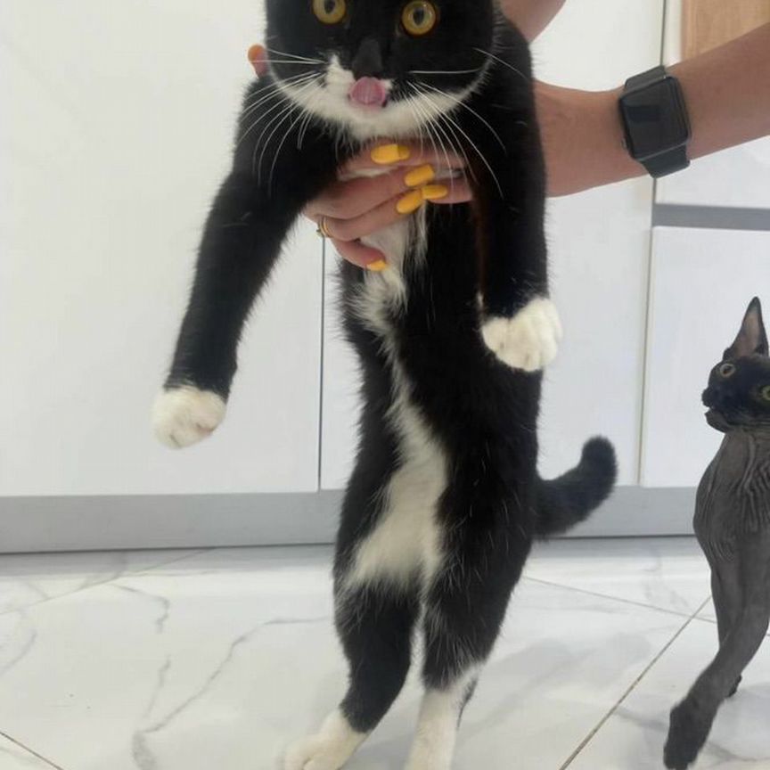 Коты в добрые руки