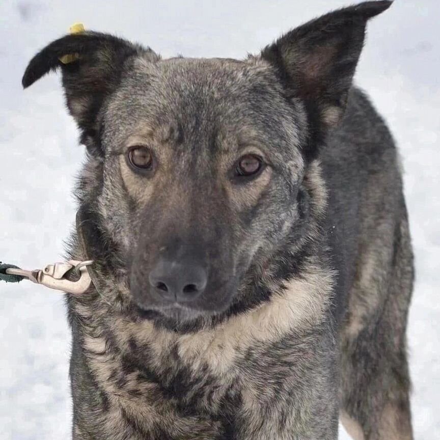 Красавец Волк в добрые руки