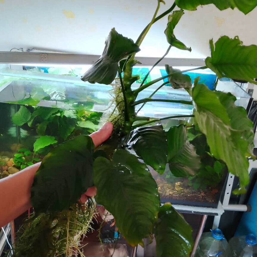 Анубиасы огромные и крупный)