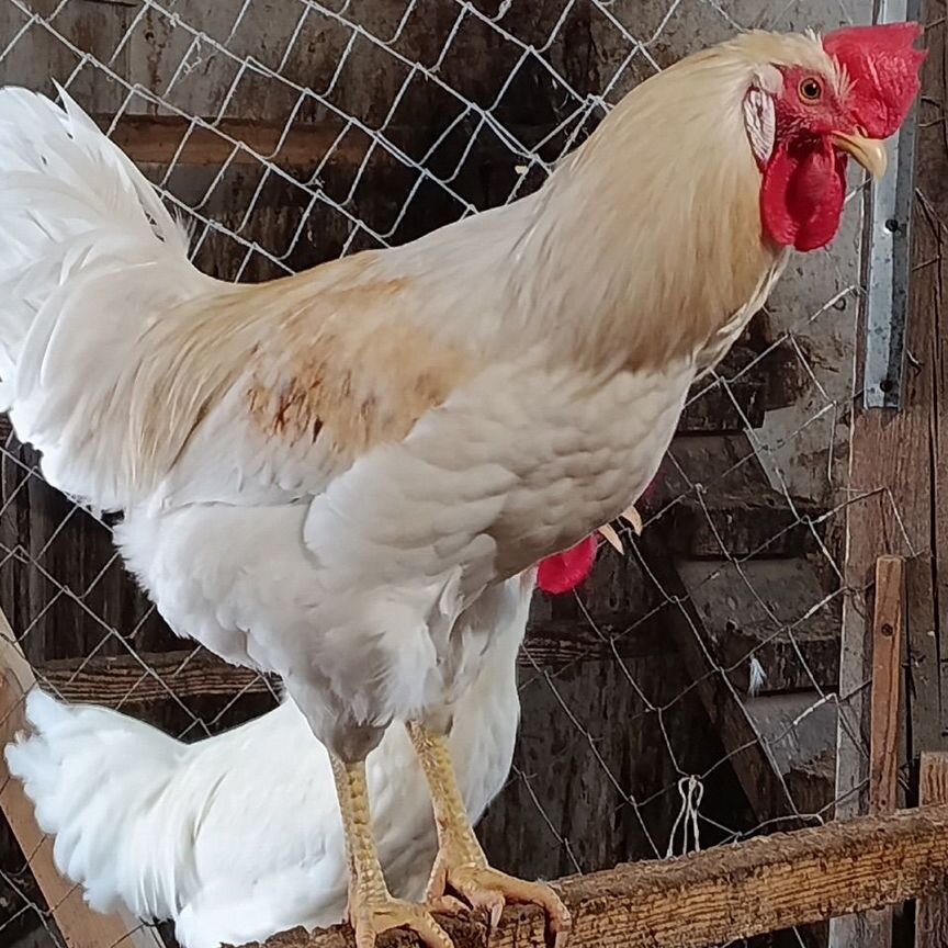 Продам молодых петухов