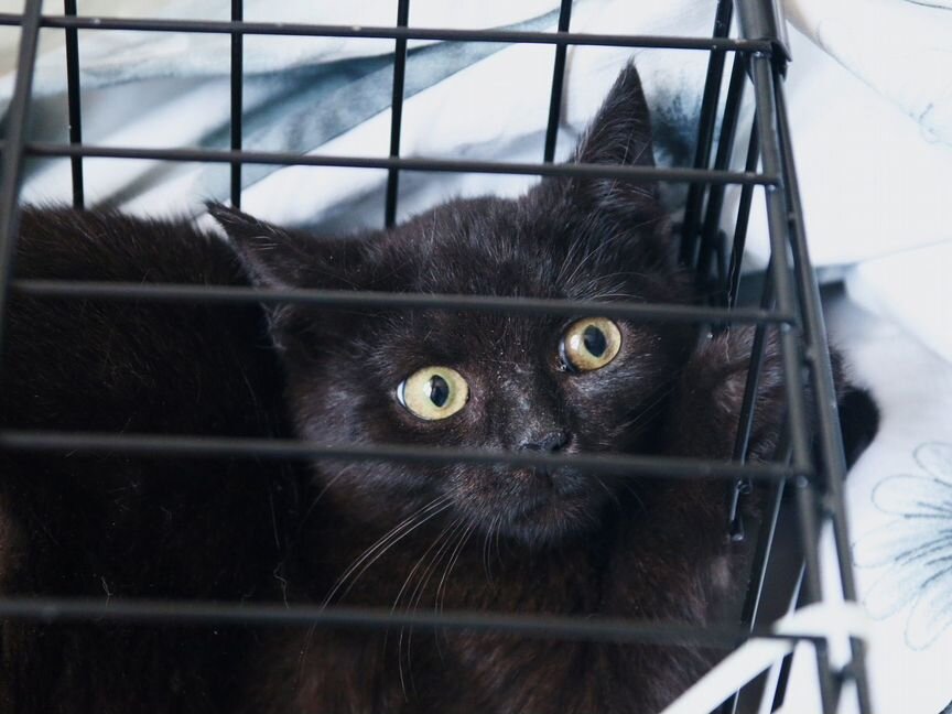 Котенок в добрые руки