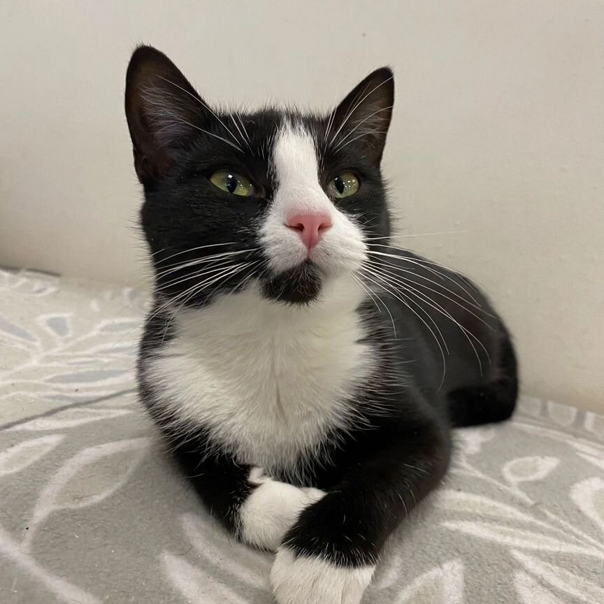 Мелоди ищет хозяев