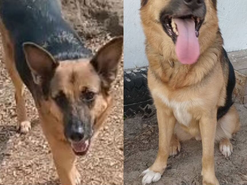 Собака в добрые руки