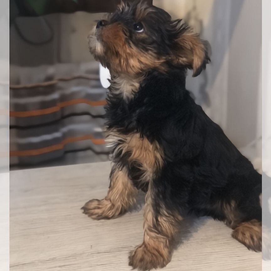 Йоркширский терьер, щенок