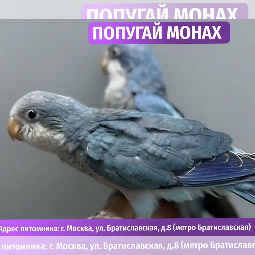 Попугай Монах