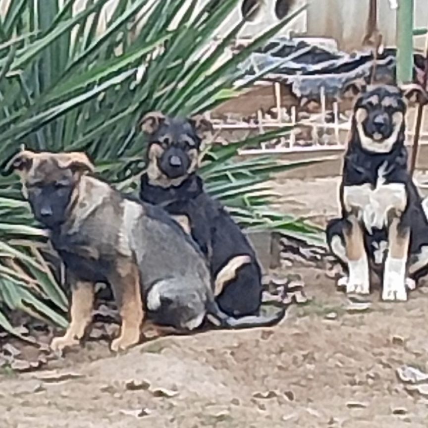 Щенкам нужен дом