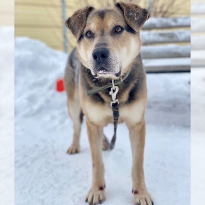 Взрослый пёс в добрые руки