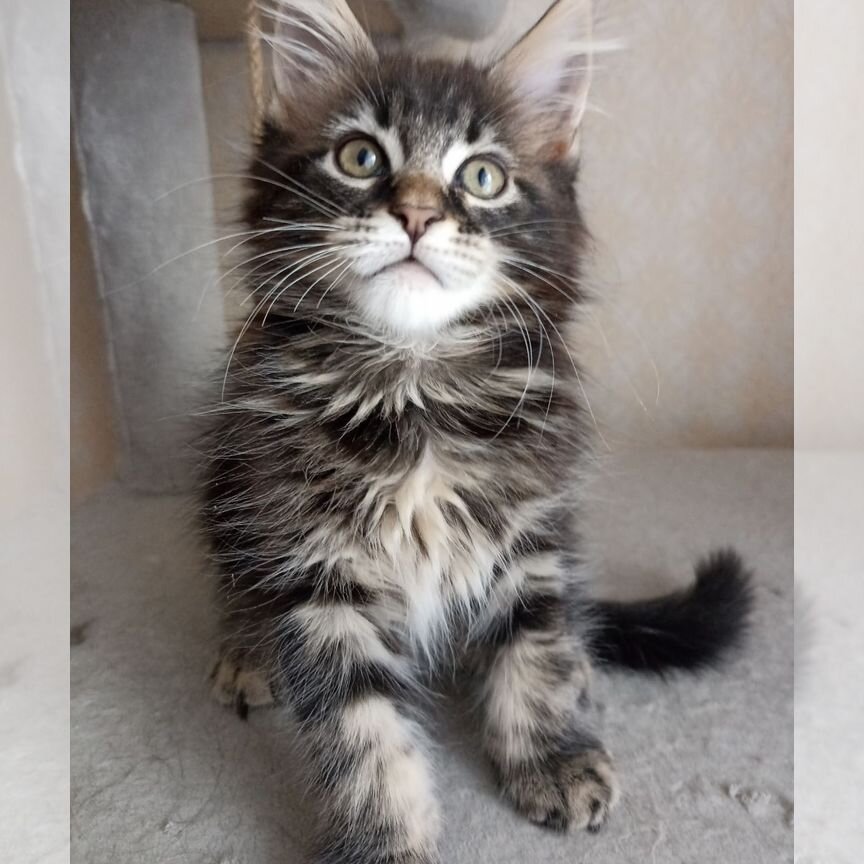 Мейн-кун котёнок