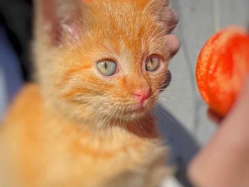 Котеночек Зара в дар