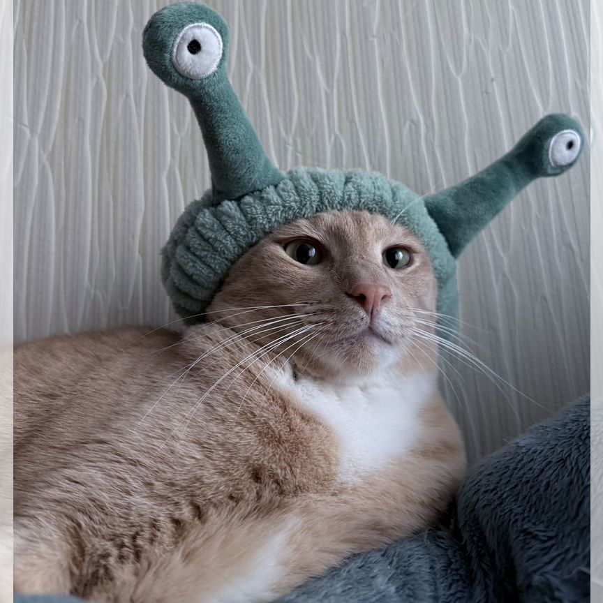 Ориентальный, взрослый кот