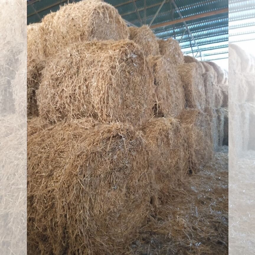 Солома гороховая