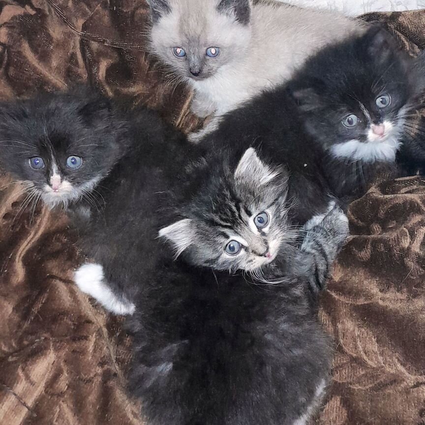 Отдам котят в добрые руки