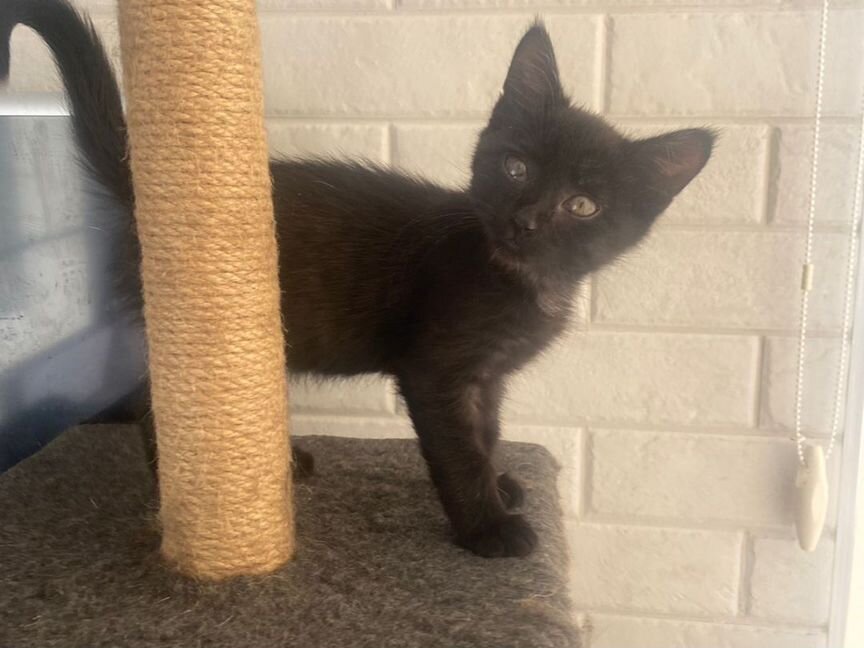 Котенок черненький мальчик