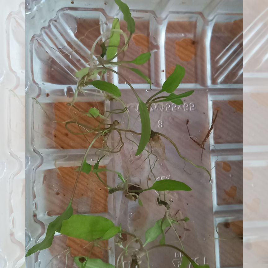 Растения аквариумное