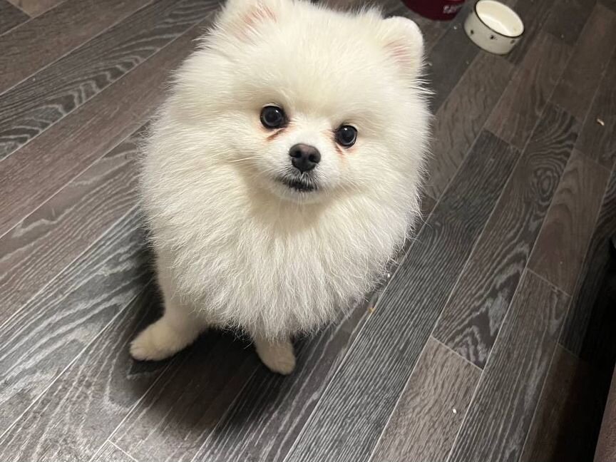 Померанский шпиц медвежьего типа вязка