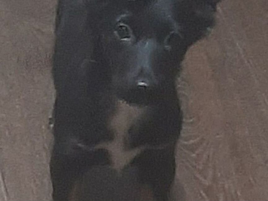 Щенок, маленькая девочка Юна. Родилась 10 июня