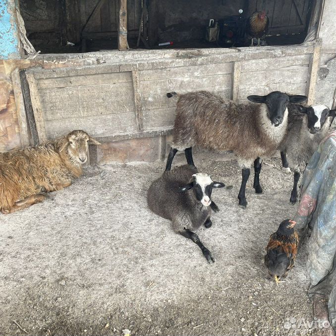 Овцы бараны