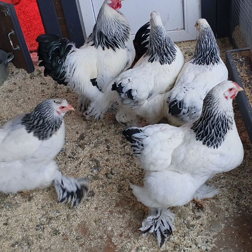 Инкубационное яйцо брамы