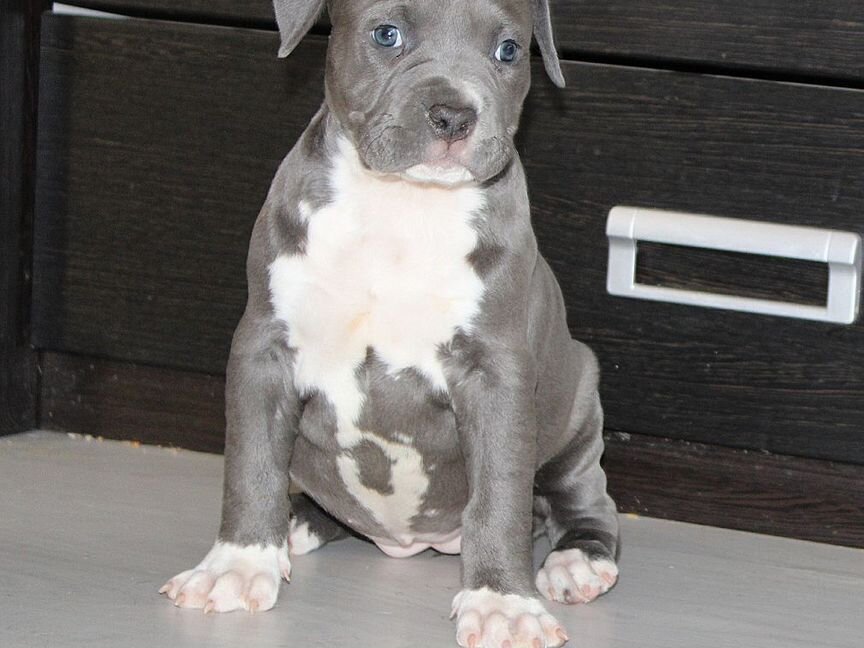 Стаффордширский терьер. Голубая мечта