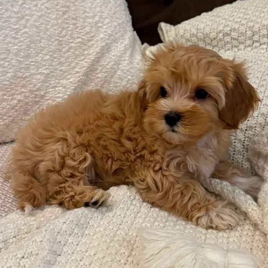 Мальтипу, щенок