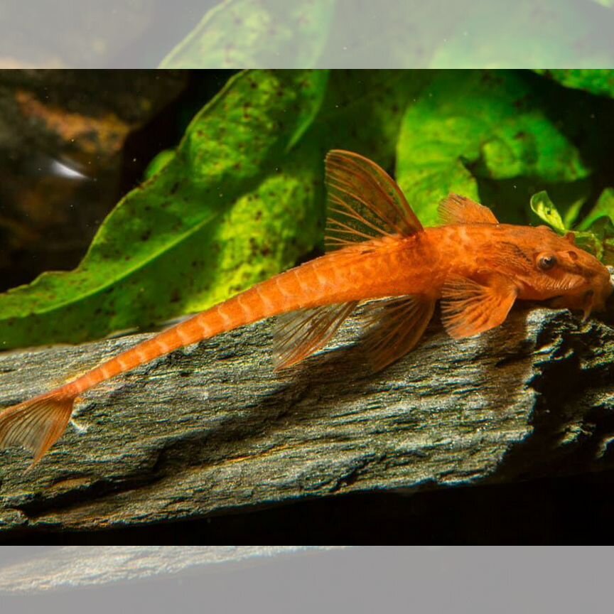 Сомики лорикарии