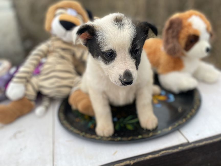 Маленькая собачка Бимка